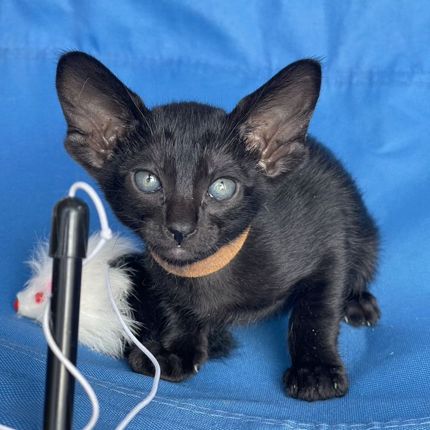 Ориентальные котята