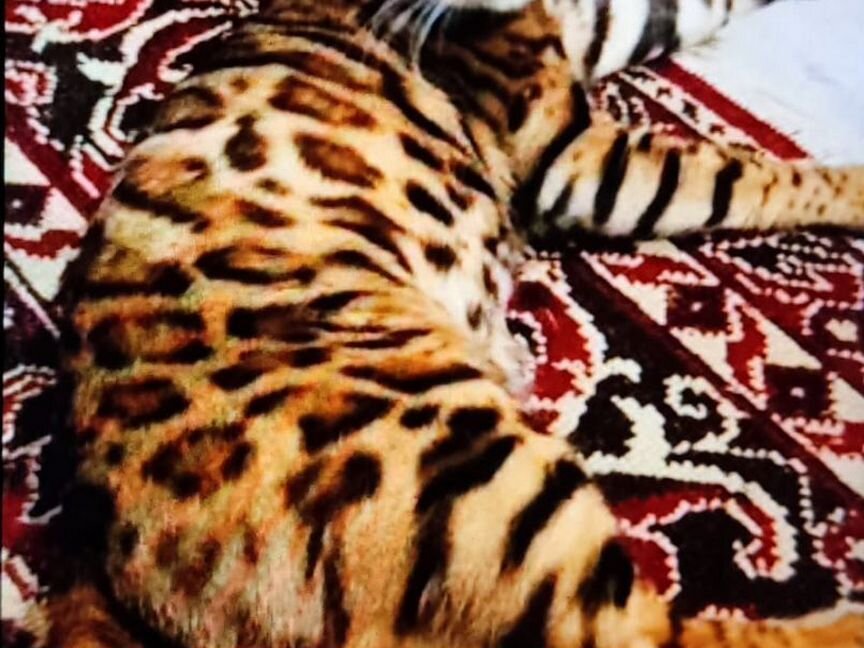 Вязка кота. Чистокровный бенгал