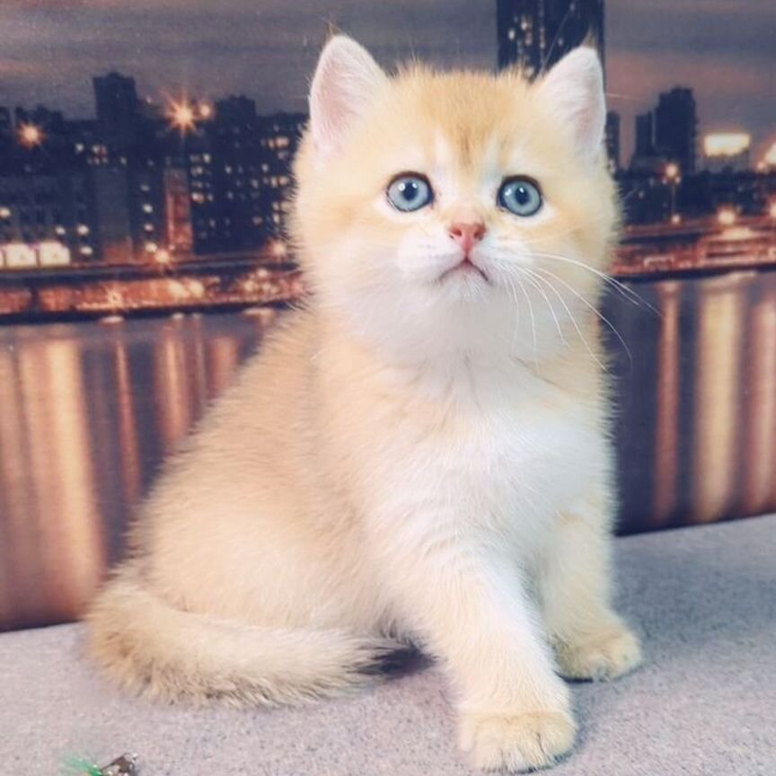 Шотландский породистый котик