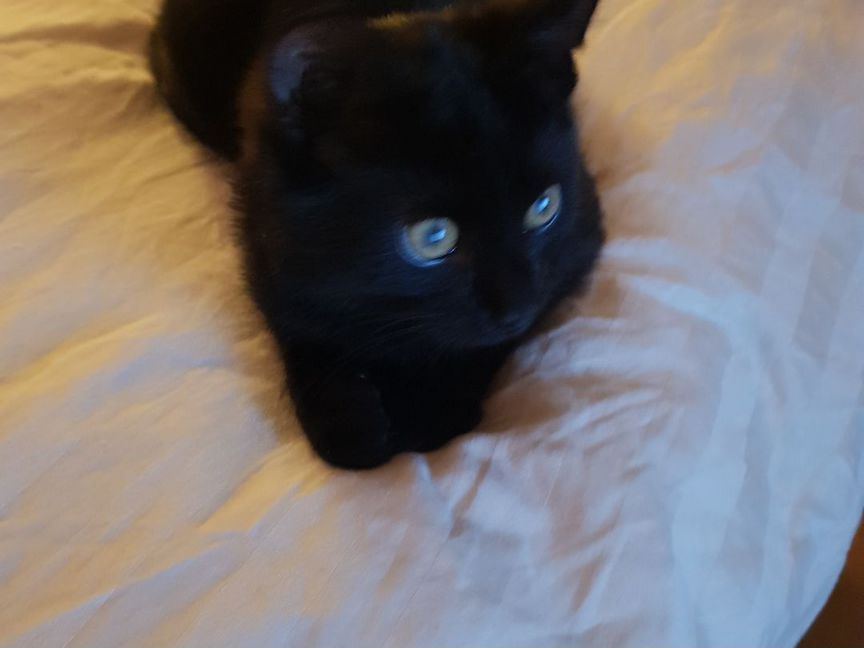 Котёнок в хорошие руки