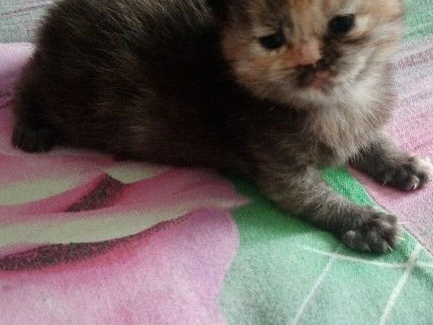 Шотландская вислоухая котенок