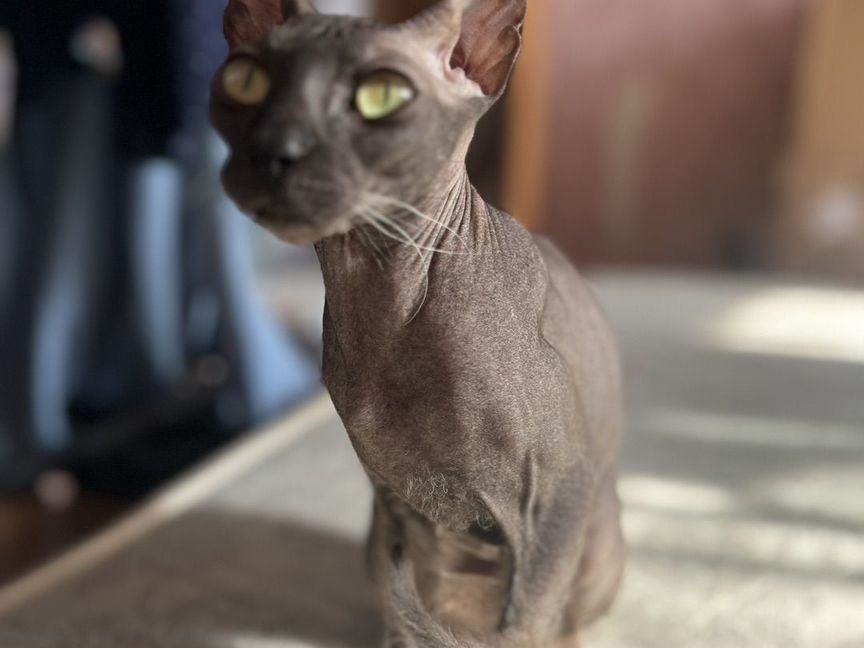 Канадский сфинкс