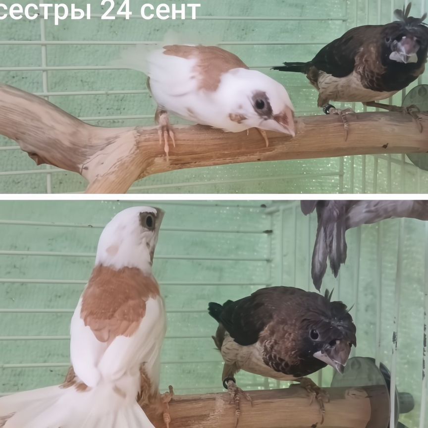 Японские жемчужный, пестрые