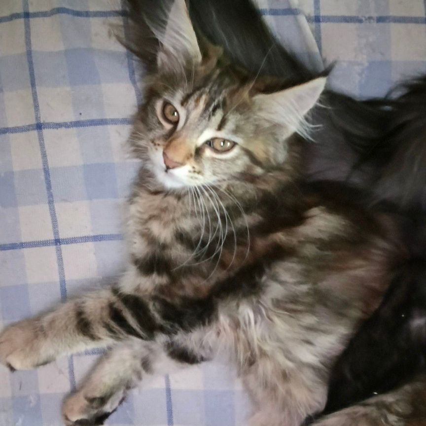 Котенок мейн кун помесь