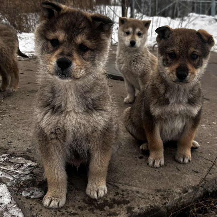 Лайка, щенок