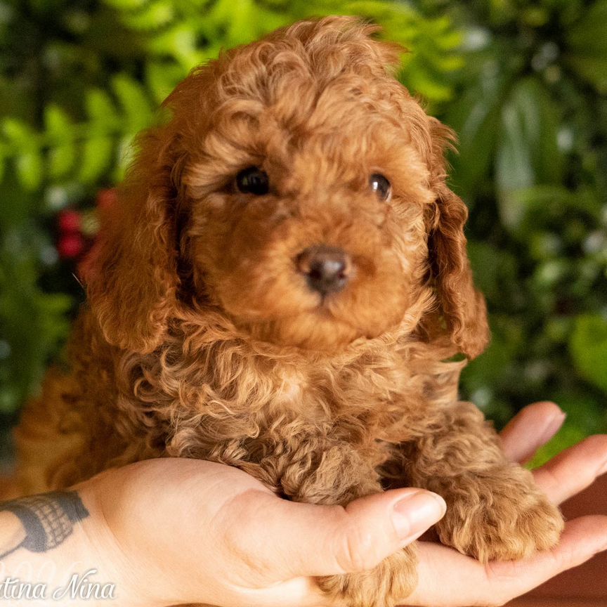 Той-пудель, щенок