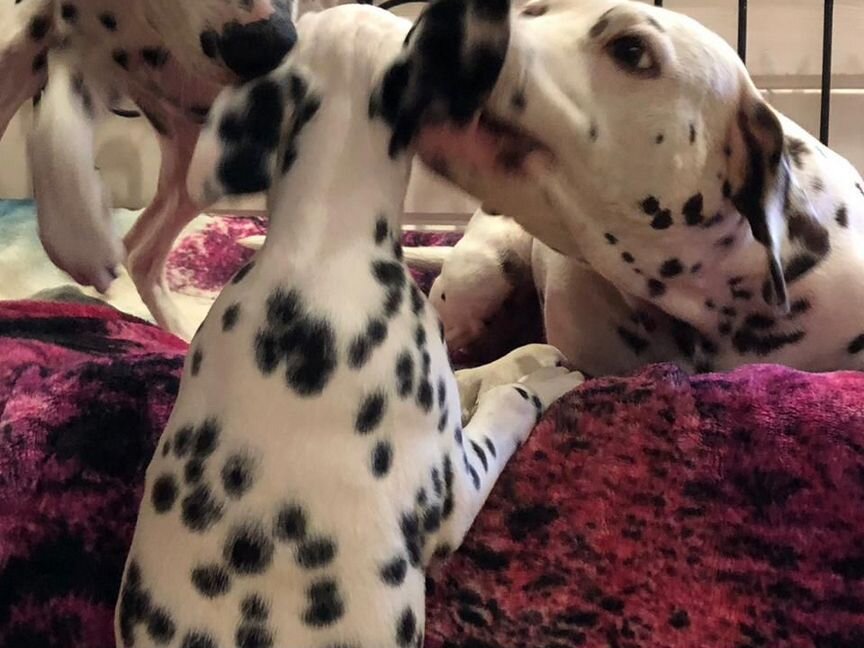 Девочка далматинка