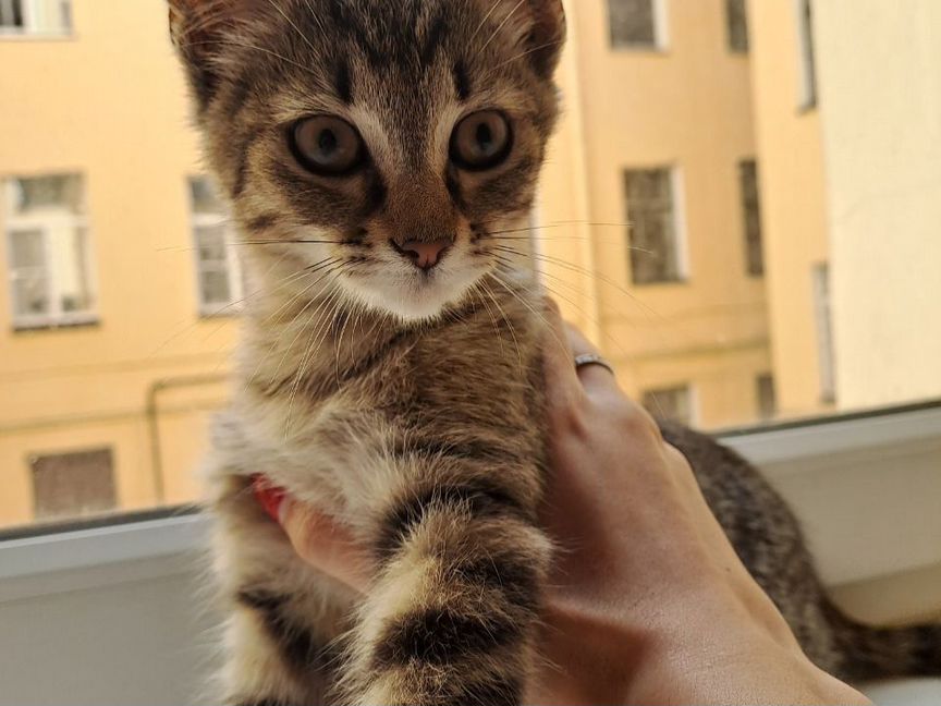 Отдам кота бесплатно