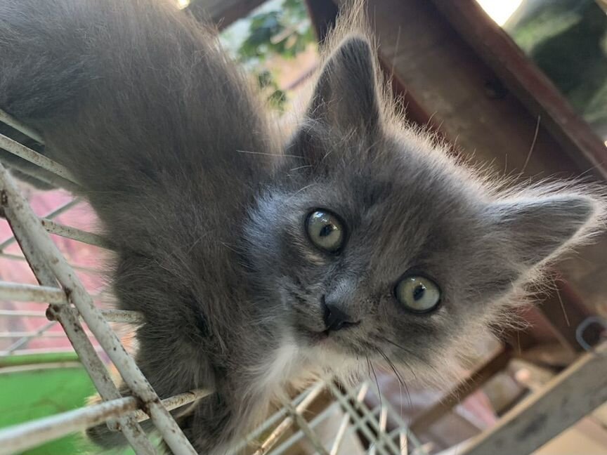 Руско голубая кошка