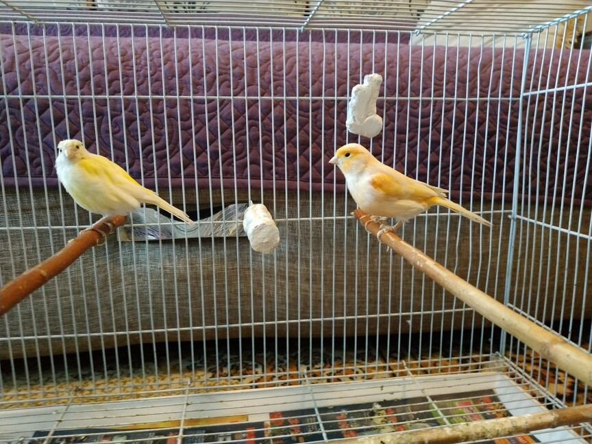 Кенар и канарейка