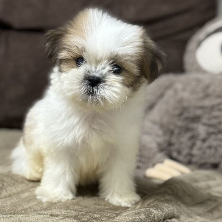 Мальтипу, щенок