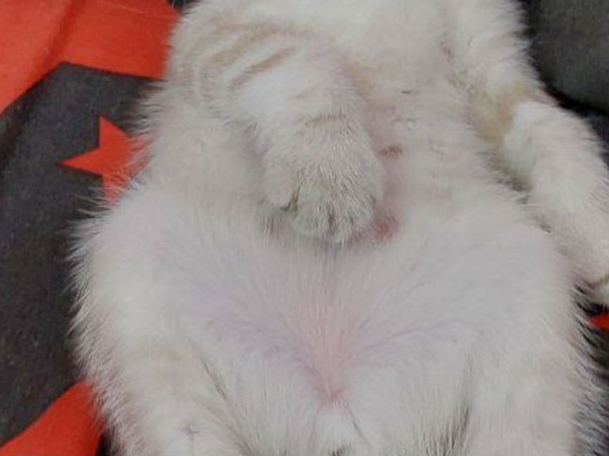 Шатланские вислоухие котята