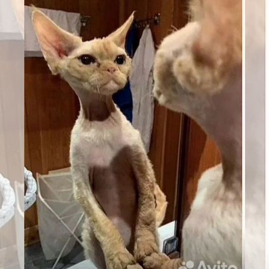 Девон-рекс, взрослая кошка