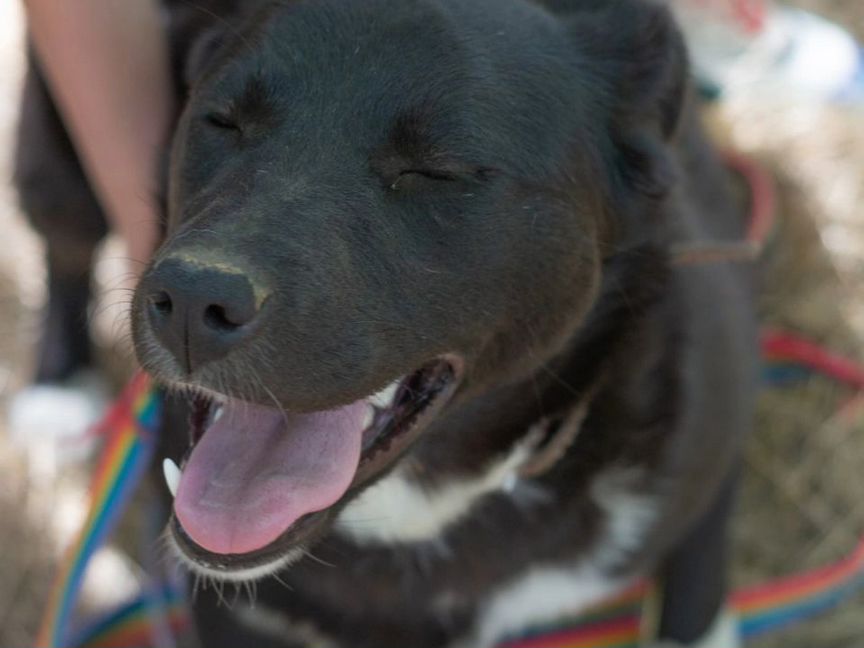 Милая Лилу в добрые руки