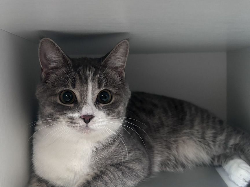 Кошка