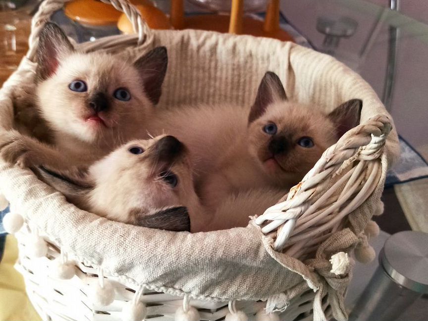 Котята тайские