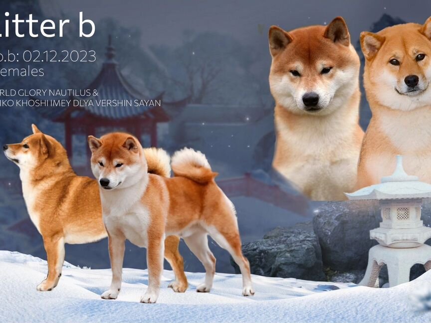 Щенки Сиба ину