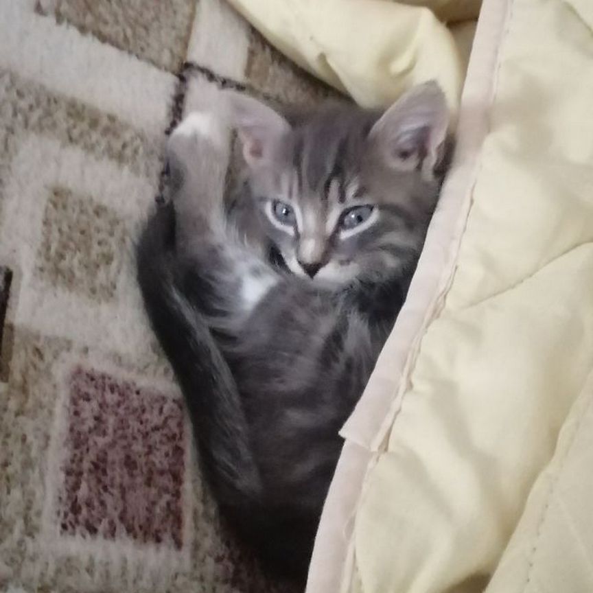 Котёнок в добрые руки