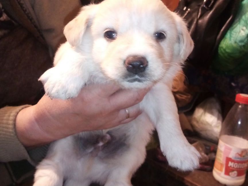 Собака в добрые руки отдам бесплатно