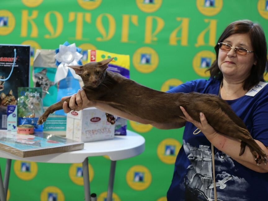Ориентальный кот в разведение