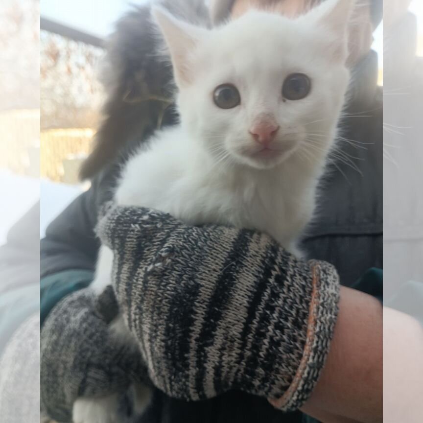 Уральский рекс котёнок