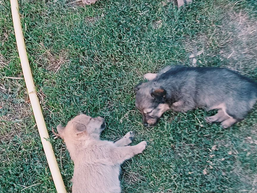 Собака в добрые руки отдам бесплатно