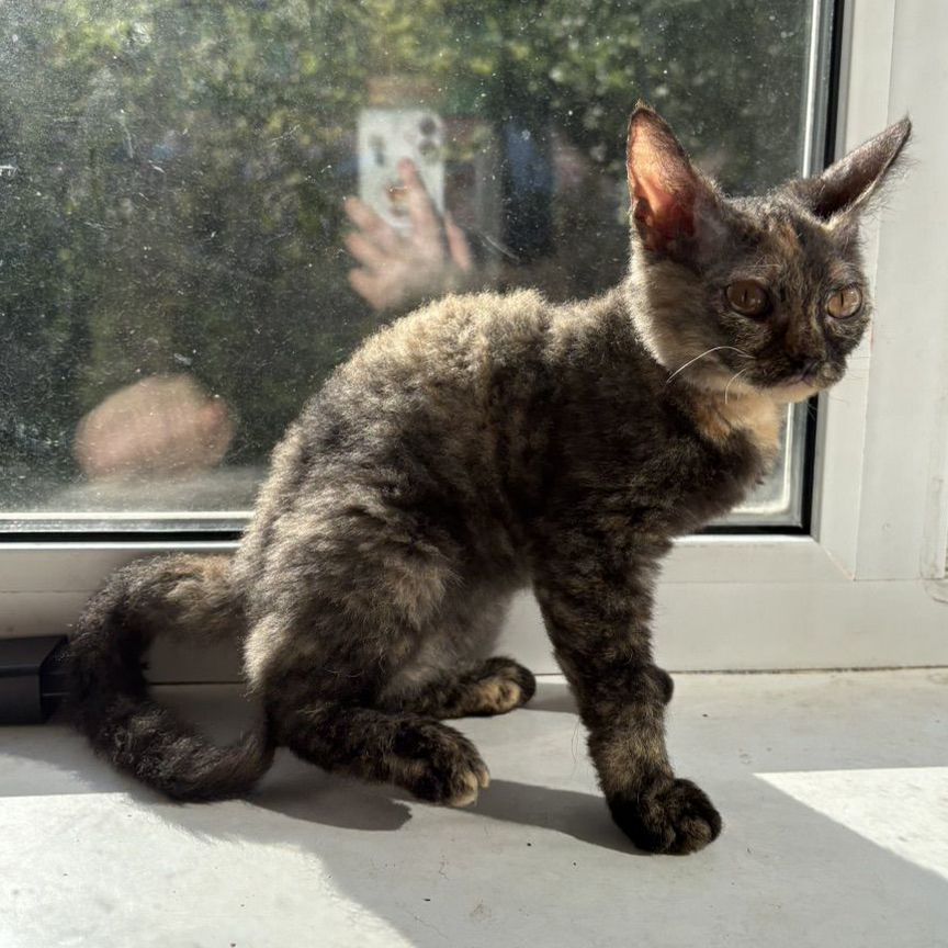 Британский длинношёрстный котёнок