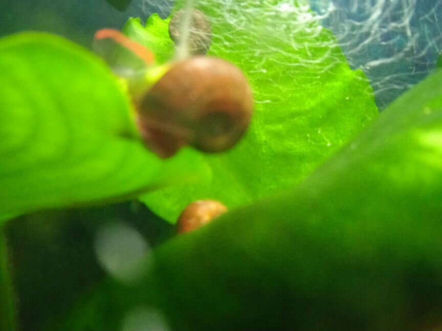 Улитки аквариумные