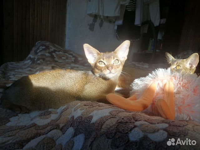 Красивейший абиссинский котик