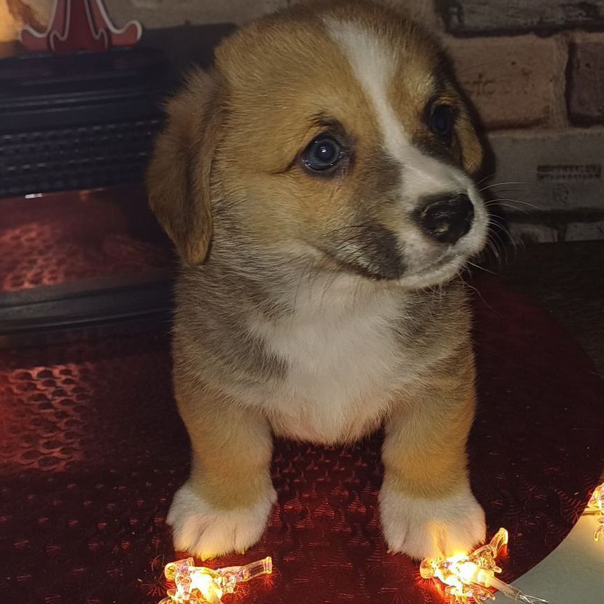 Самые милые вельш корги