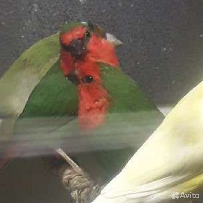 Амадины кпа