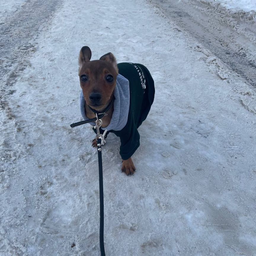 Миниатюрный пинчер