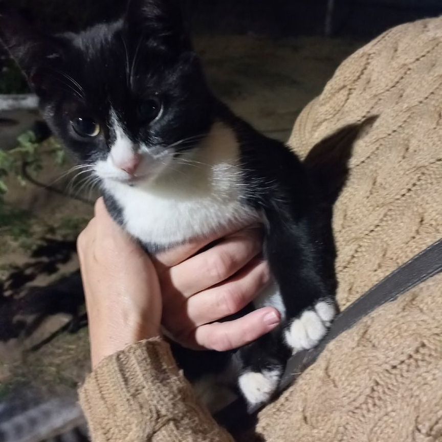 Отдам в добрые руки котёнка