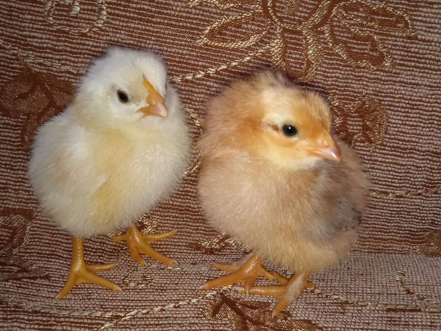 Цыплята домашние