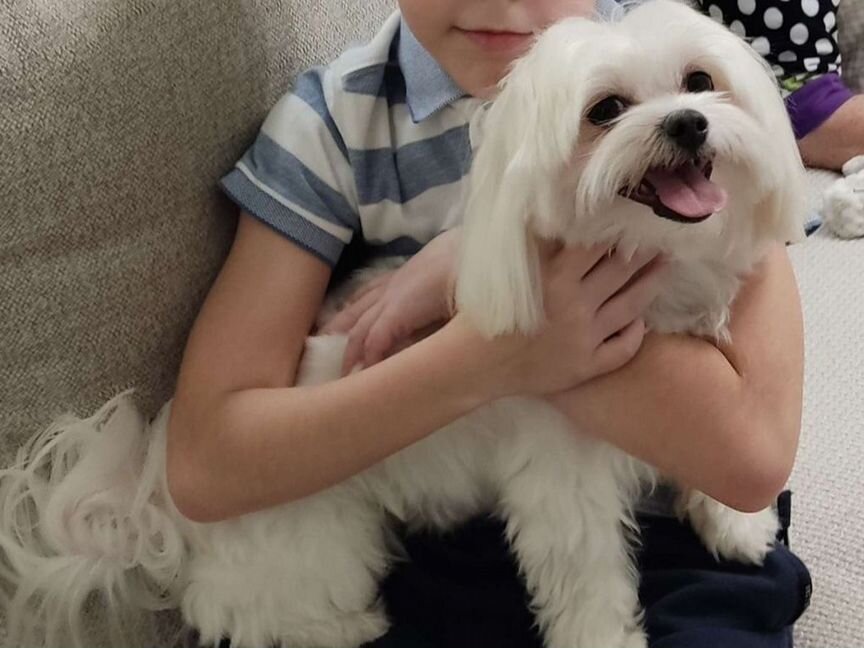 Болонка Мальтезе