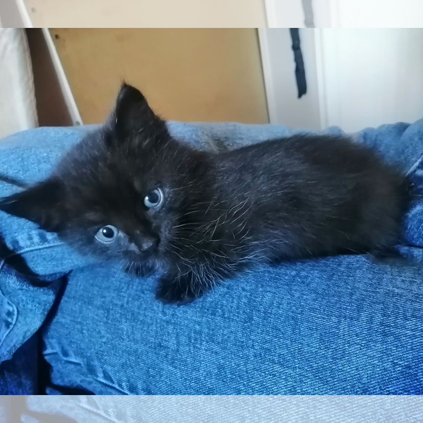 Котята