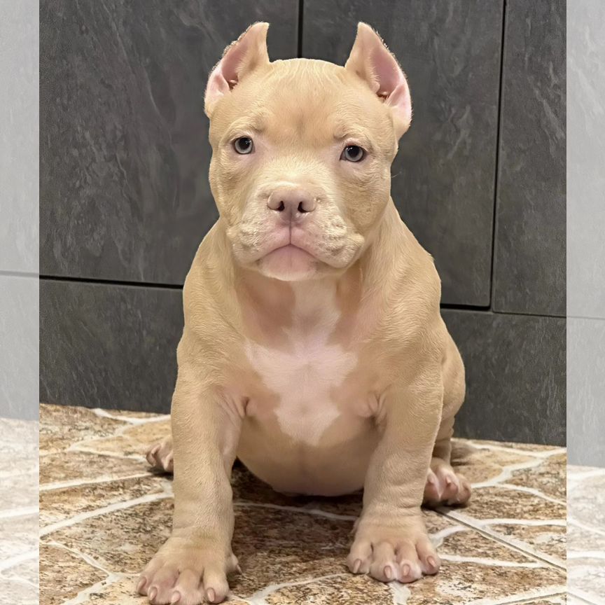 Американский булли, щенок
