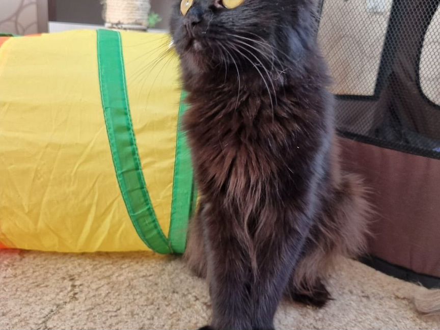 Шотландский вислоухий кот карликовый