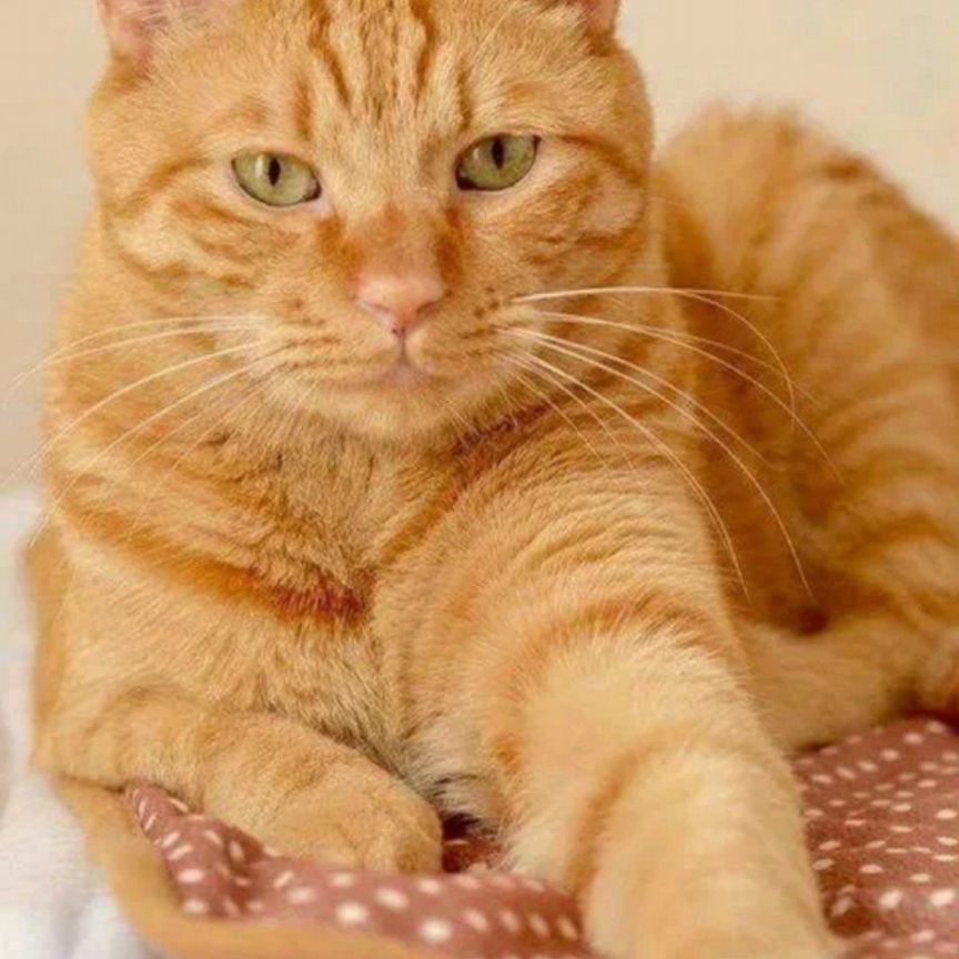Рыжий, солнечный кот