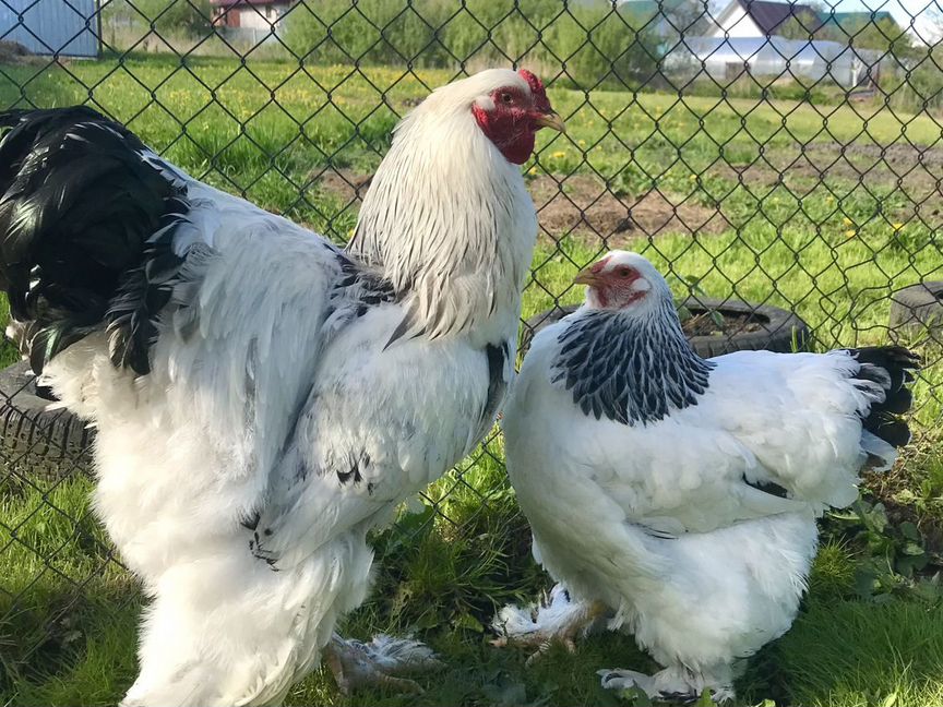 Семья кур Брама Колумбийская