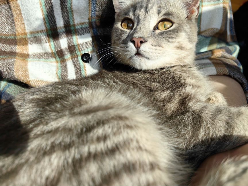 Кошка