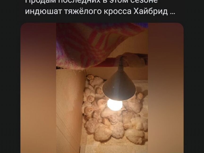 Продам индюшат