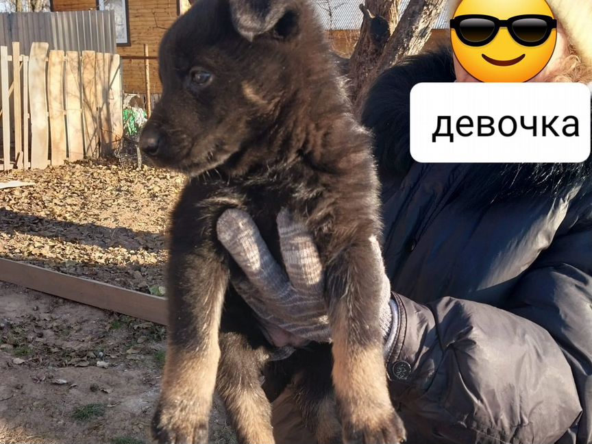 Щеночек-девочка