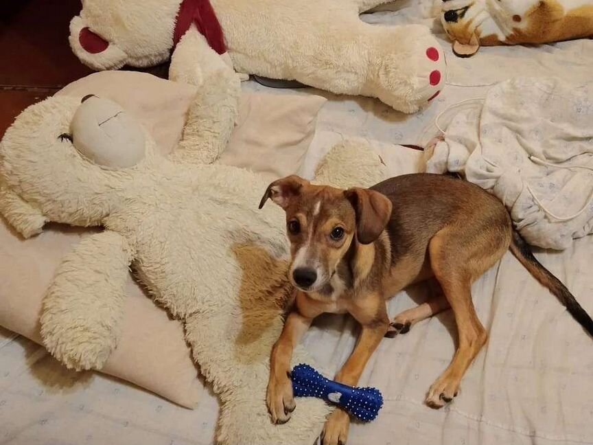 Домашние животные собаки