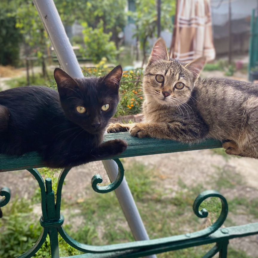 Возьмите нас к себе котята