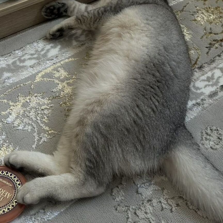 Шотландский прямоухий короткошёрстный котёнок