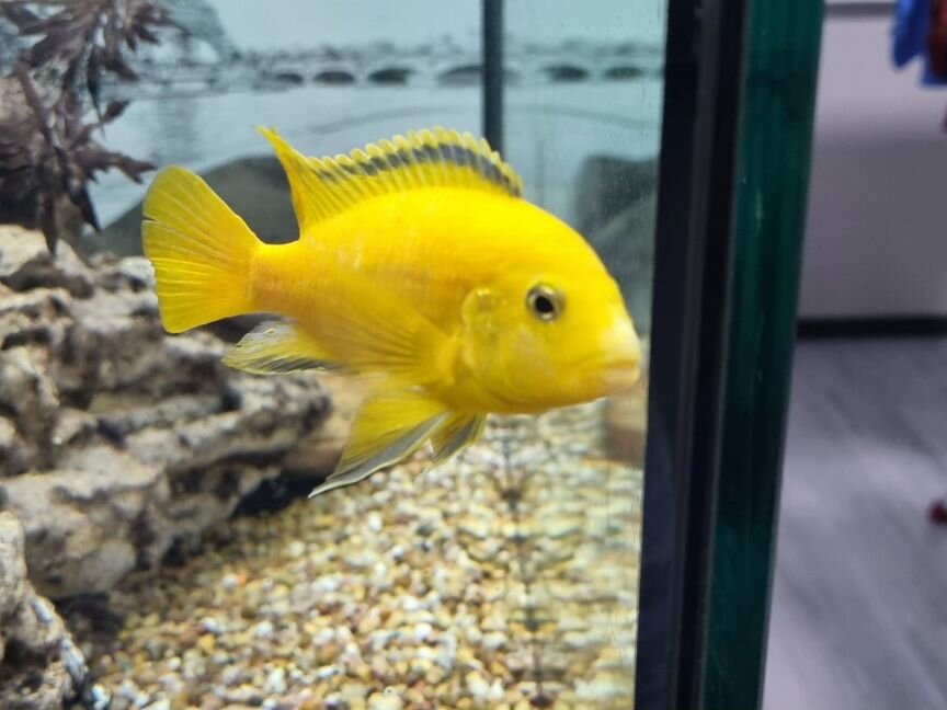 Цихлиды 2шт