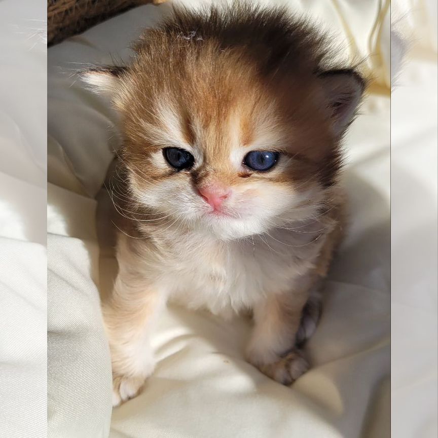 Британские котята золотая шиншилла