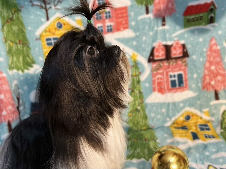 Подрощенный мини мальчик