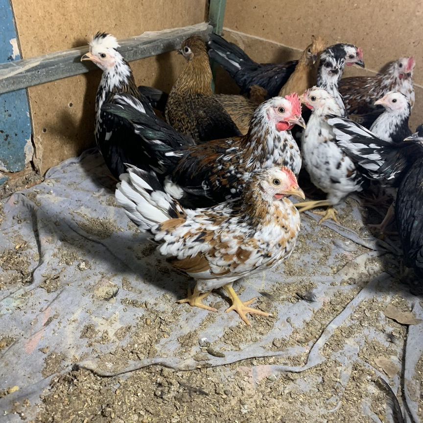 Карликовые куры бентамки